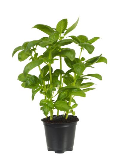 7 Tips for Growing a Basil Plant - EO Garage