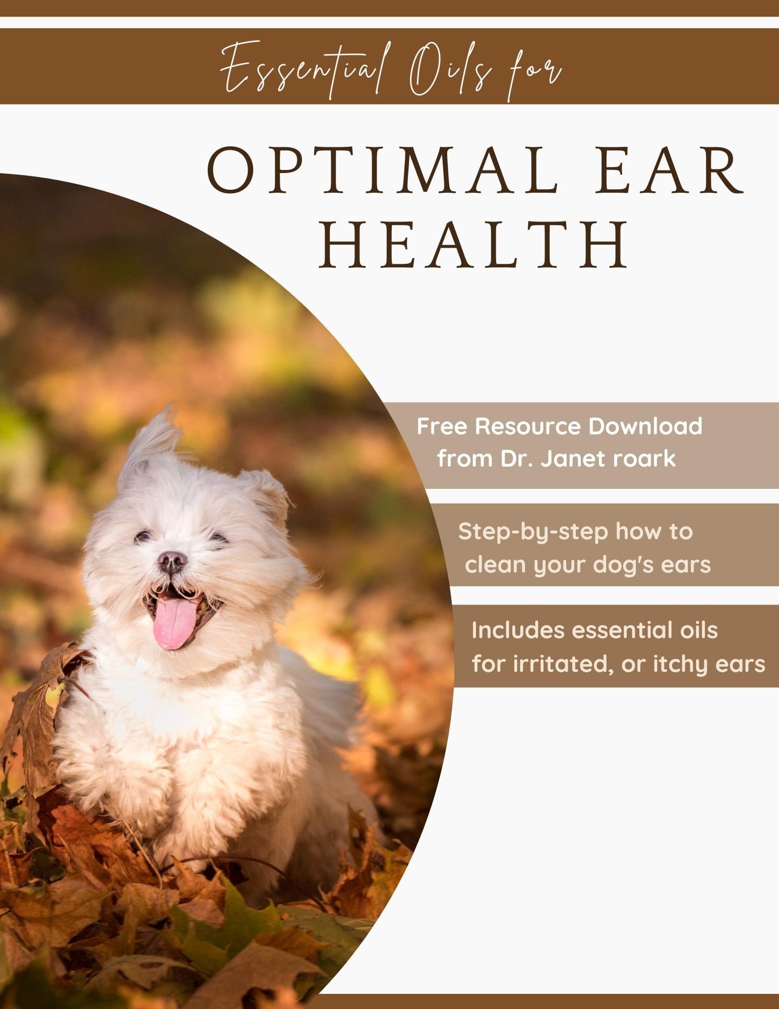 Wave Goodbye to Ear Irritation: Your Dog Ear Itch Guide Awaits! - EO Garage
